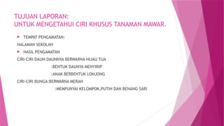 pengamatan tumbuhan mawar KELOMPOK 1.pptx
