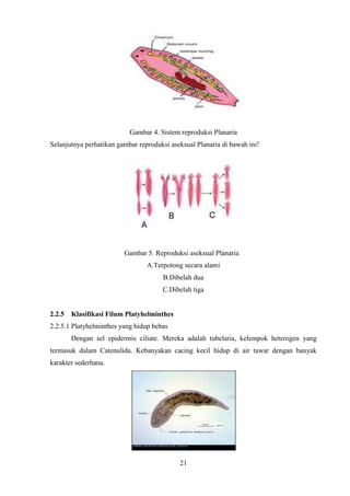 MAKALAH ANNELIDA | DOCX