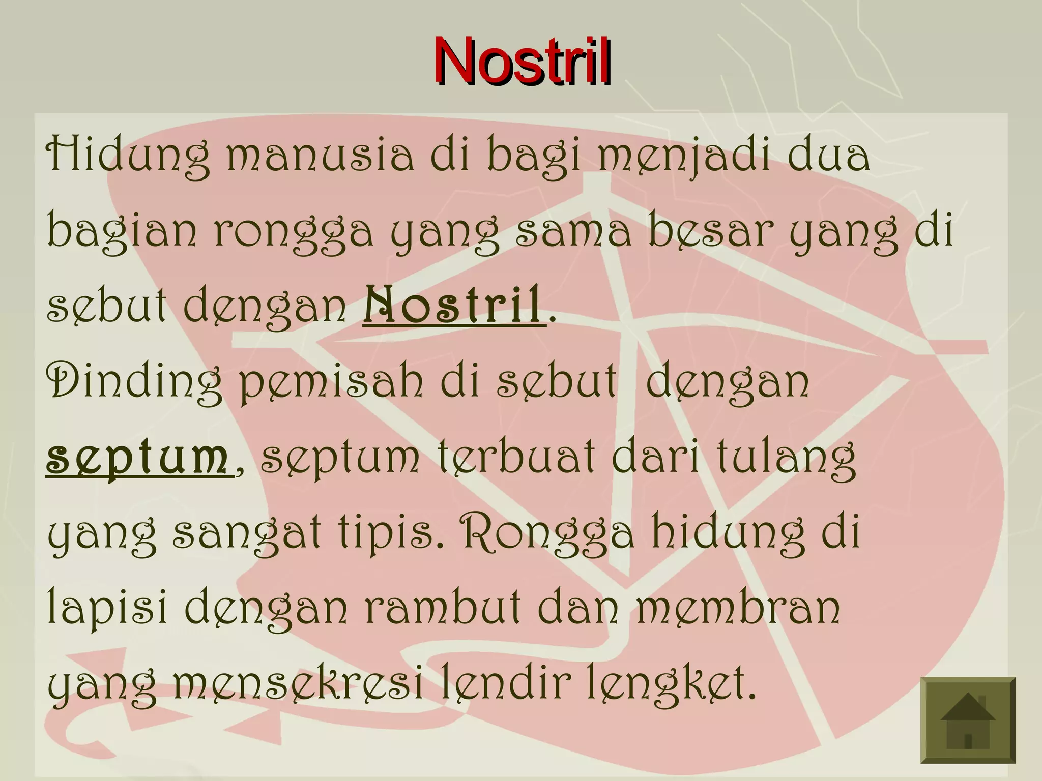 indera penciuman | PPT