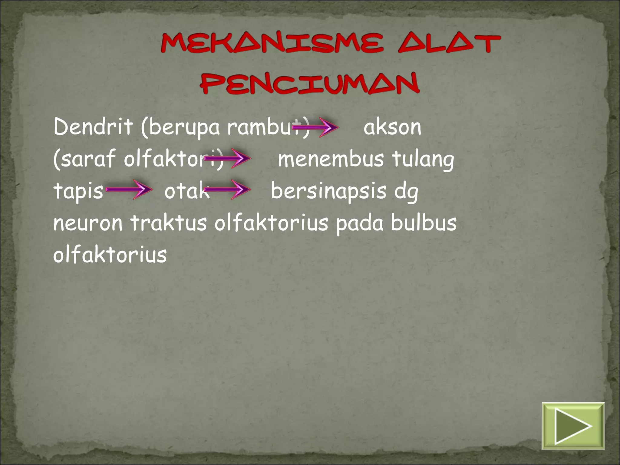 indera penciuman | PPT
