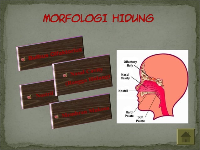 indera penciuman | PPT