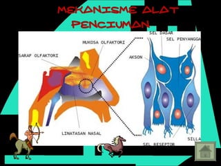 indera penciuman | PPT