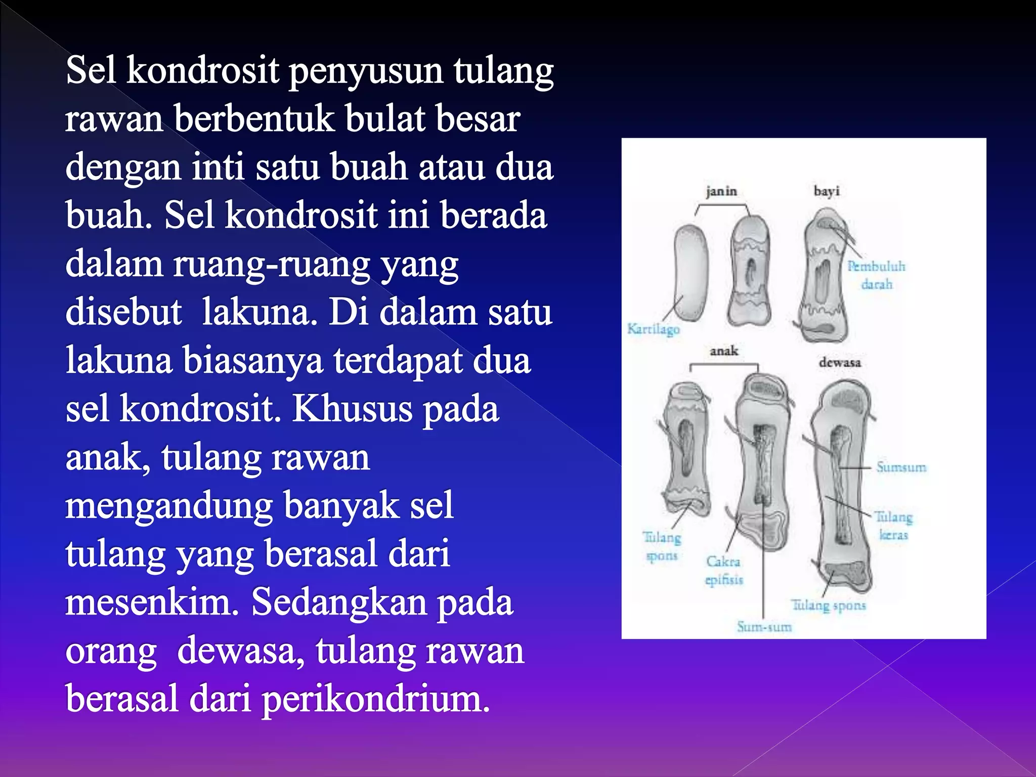 Biologi - Jenis tulang | PPTX