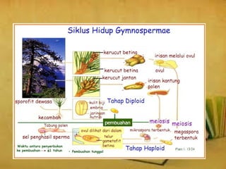 Kelompok 10 equisetum & pinus | PPT