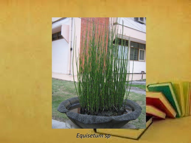 Kelompok 10 equisetum & pinus | PPT