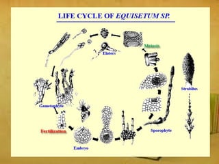 Kelompok 10 equisetum & pinus | PPT