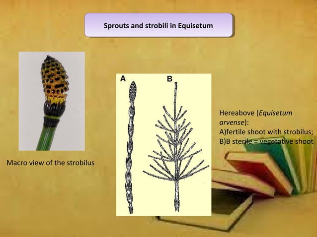 Kelompok 10 equisetum & pinus | PPT