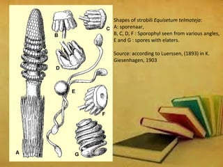 Kelompok 10 equisetum & pinus | PPT
