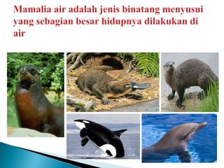 Kelompok 10 mamalia air | PPTX