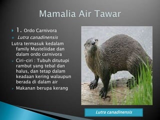 Kelompok 10 mamalia air | PPTX