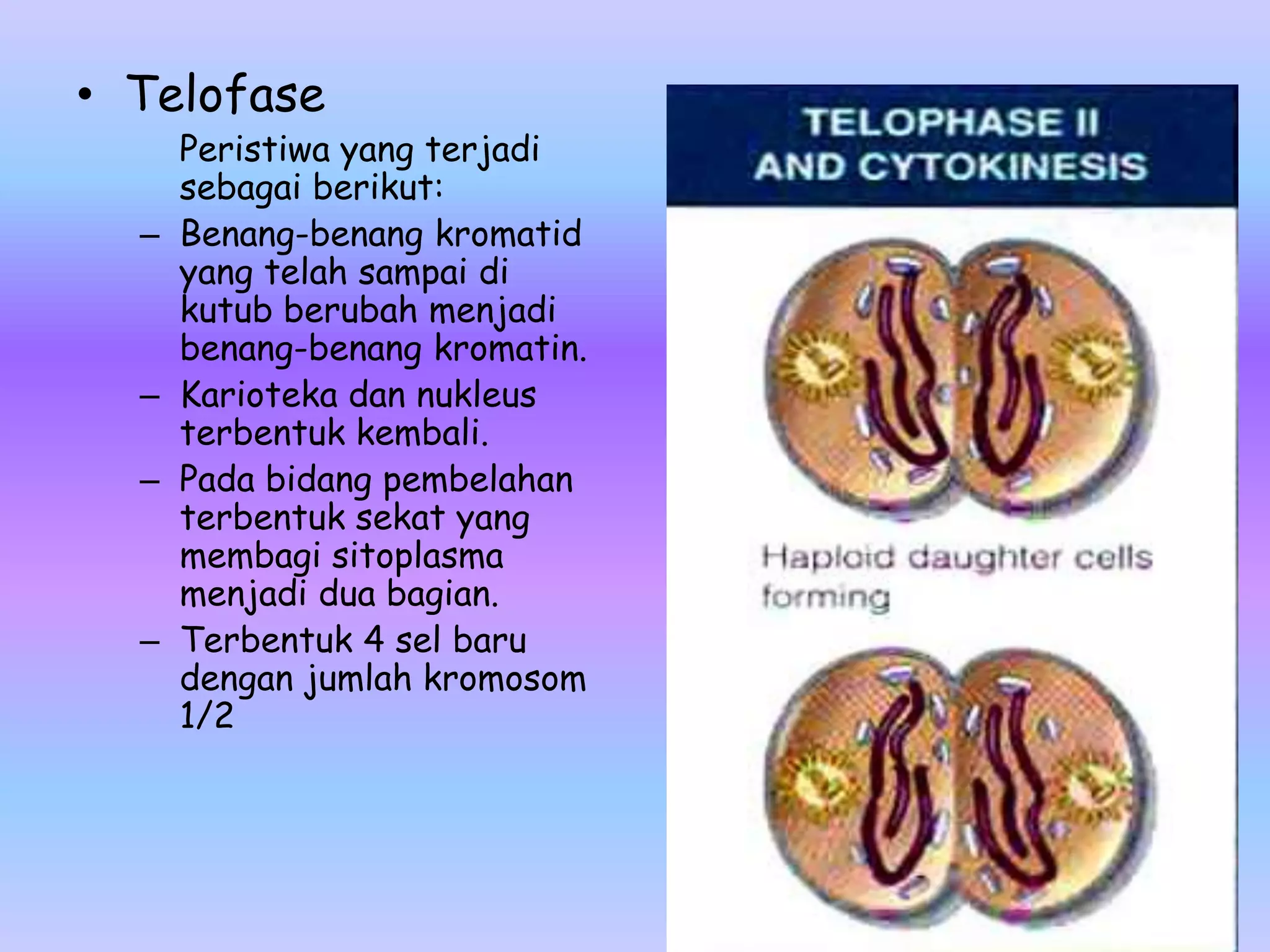 Kelompok 10 power point pembelahan sel | PPTX