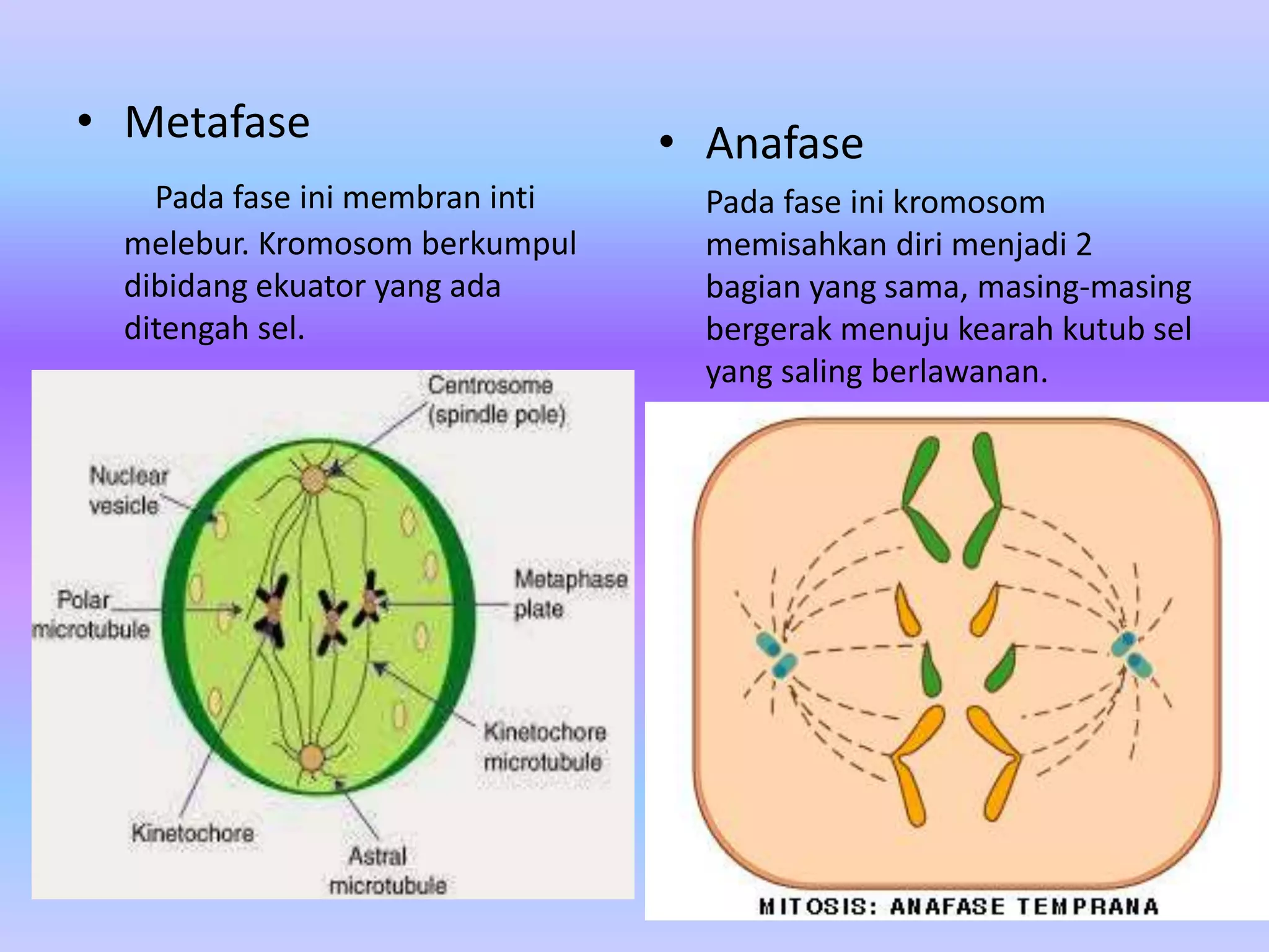 Kelompok 10 power point pembelahan sel | PPTX