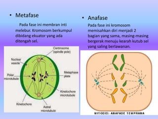 Kelompok 10 power point pembelahan sel | PPTX