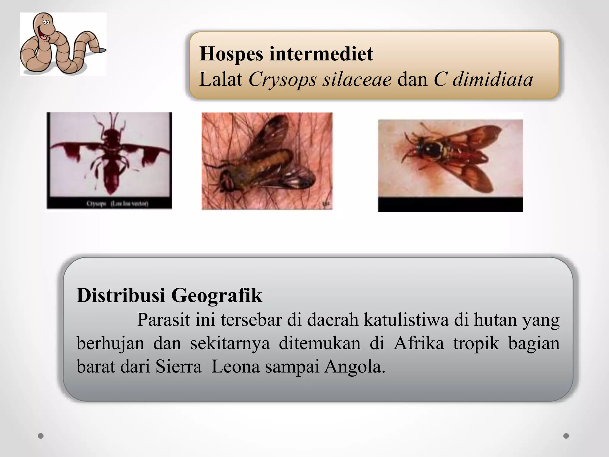 Parasitologi Loa-Loa, Ochocerca volvulus dan Dracunculus medinensis | PPTX