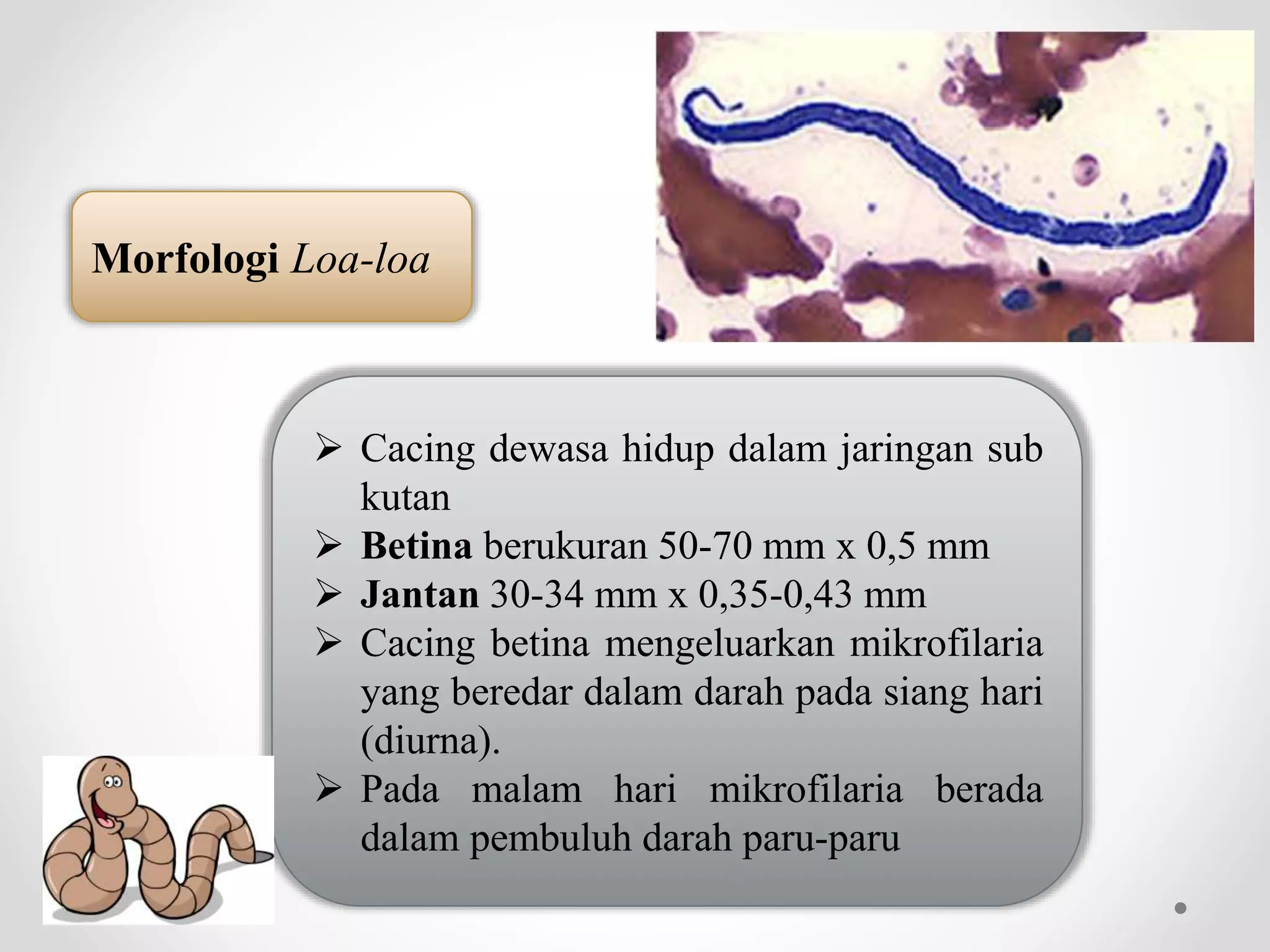 Parasitologi Loa-Loa, Ochocerca volvulus dan Dracunculus medinensis | PPTX