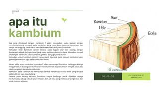 kelompok 11 anatomi kambium biologi tumbuhan dalam ppt | PDF