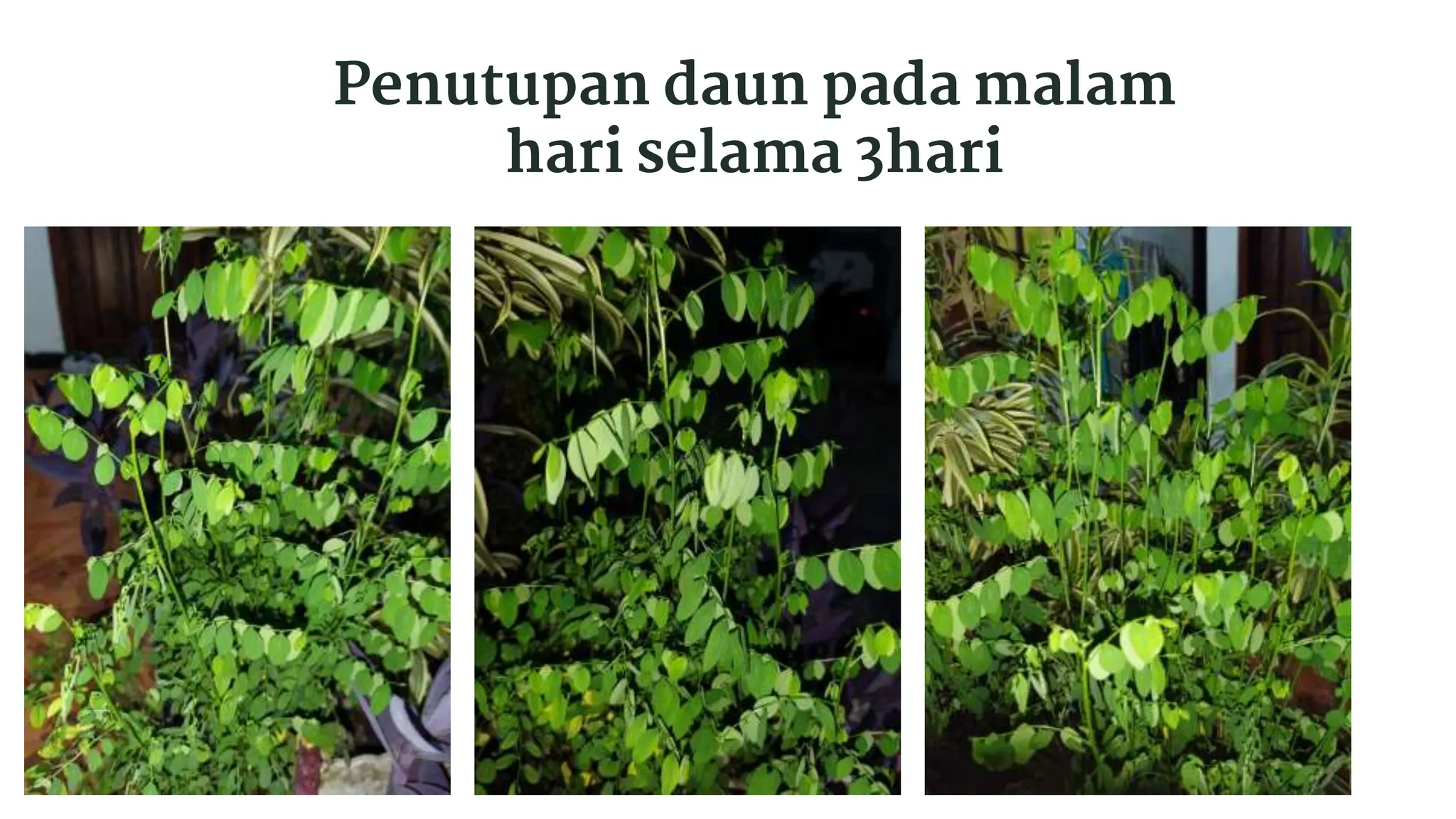 RTM JAM BIOLOGIS TUMBUHAN MATERI BIOLOGI | PPT