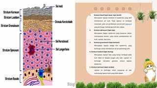 KELOMPOK 1 ANATOMI KULIT KOSMETOLOGI-1.pptx