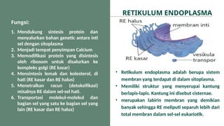 KELOMPOK 1_ANATOMI TUMBUHAN_KOMPONEN PROTOPLASMIK biologi tumbuhan ...