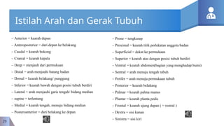 KELOMPOK 1_B_BIDANG SUMBU TUBUH MANUSIA.pptx