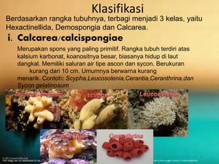 PORIFERA | PPTX