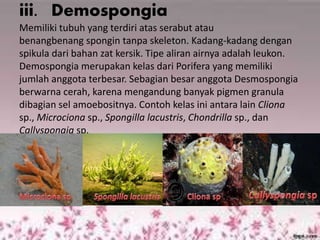 PORIFERA | PPT