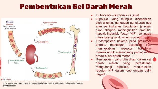 Pharmacotherapy: Drug for Anemia (Obat-obatan Anemia) | PPT