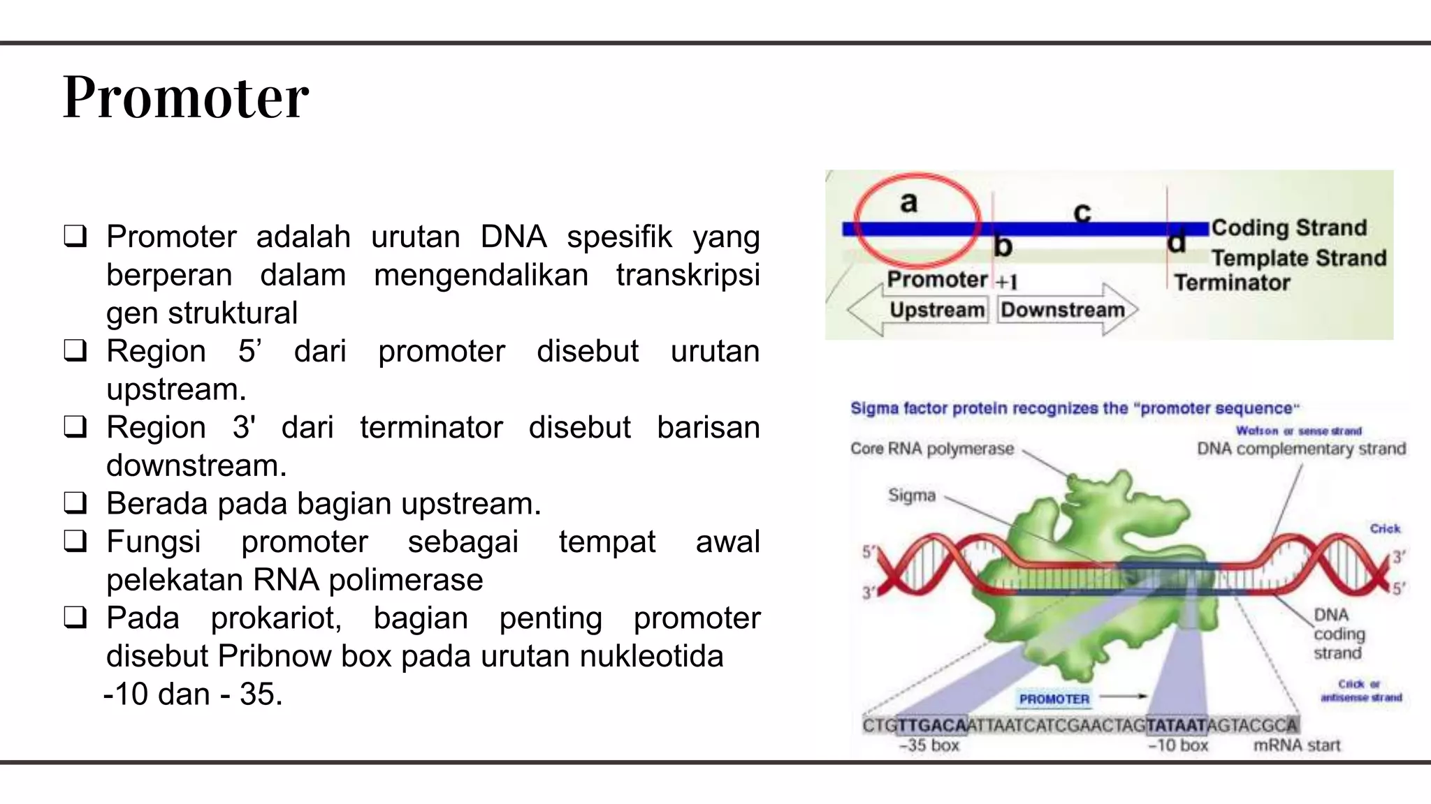 Kelompok 1_Ekspresi Gen Pada Prokariotik.pptx