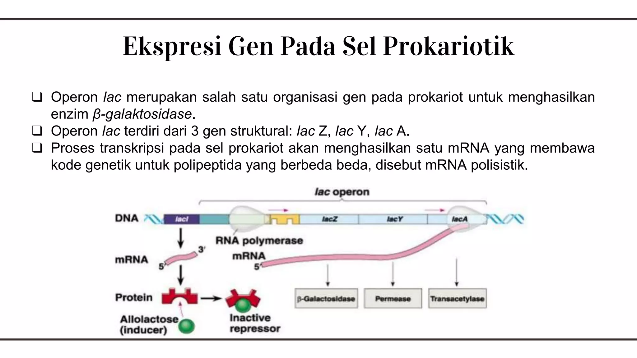 Kelompok 1_Ekspresi Gen Pada Prokariotik.pptx