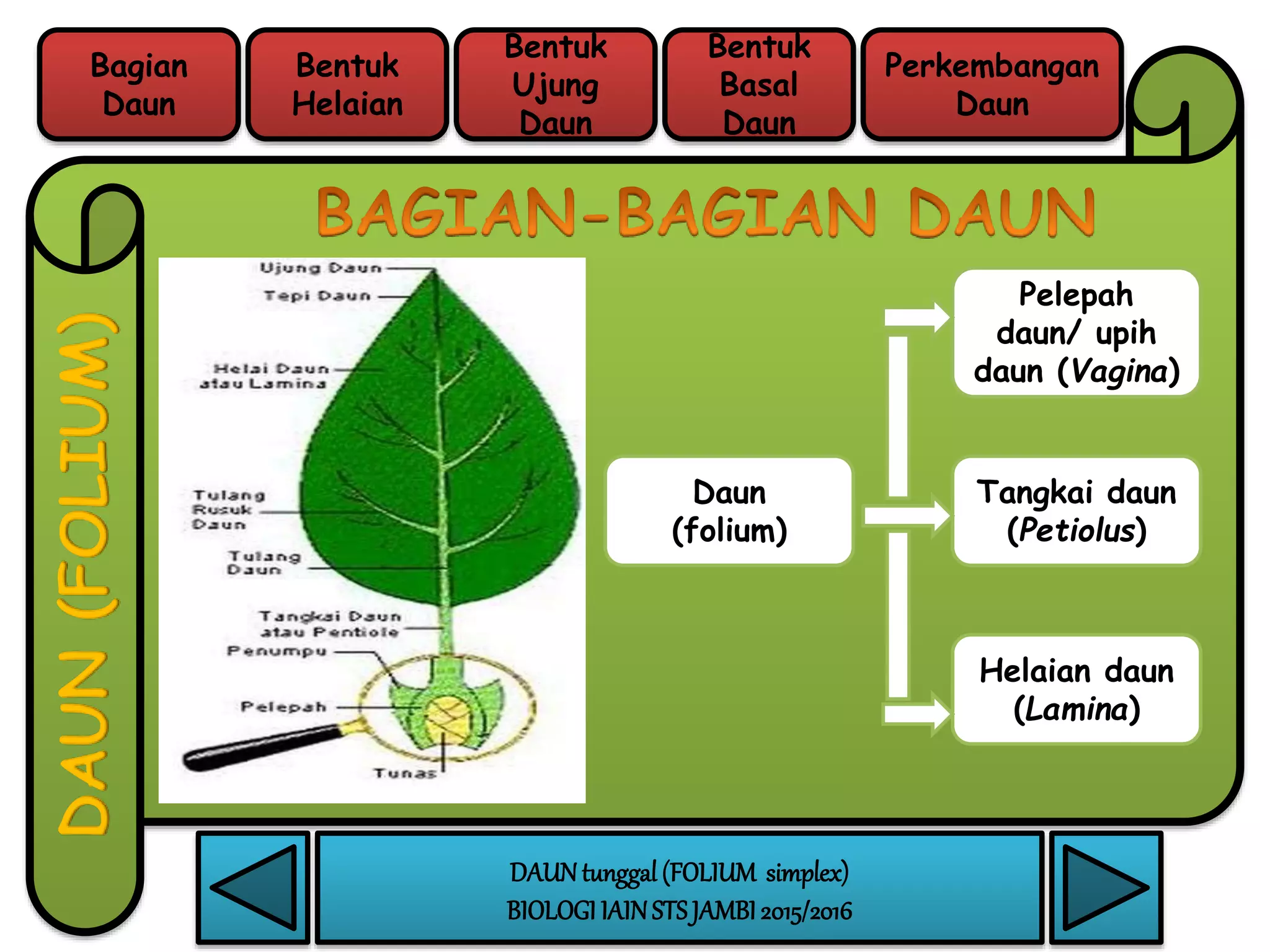 folium simplex morfolgi tumbuhan | PPTX
