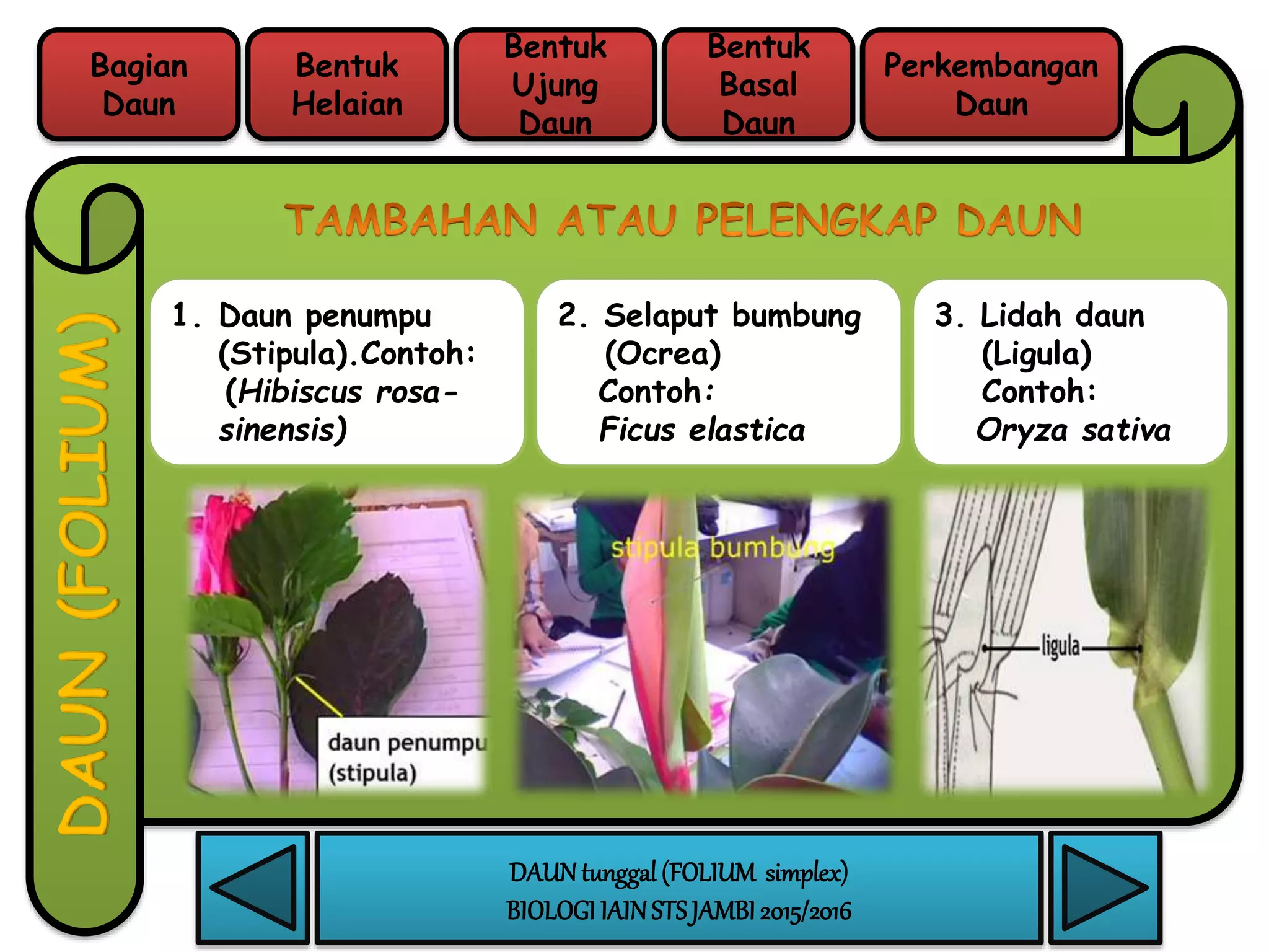 folium simplex morfolgi tumbuhan | PPTX