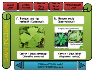 folium simplex morfolgi tumbuhan | PPTX