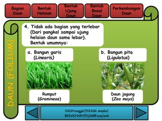 folium simplex morfolgi tumbuhan | PPT