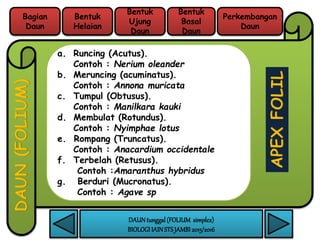 folium simplex morfolgi tumbuhan | PPTX