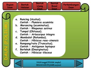 folium simplex morfolgi tumbuhan | PPTX