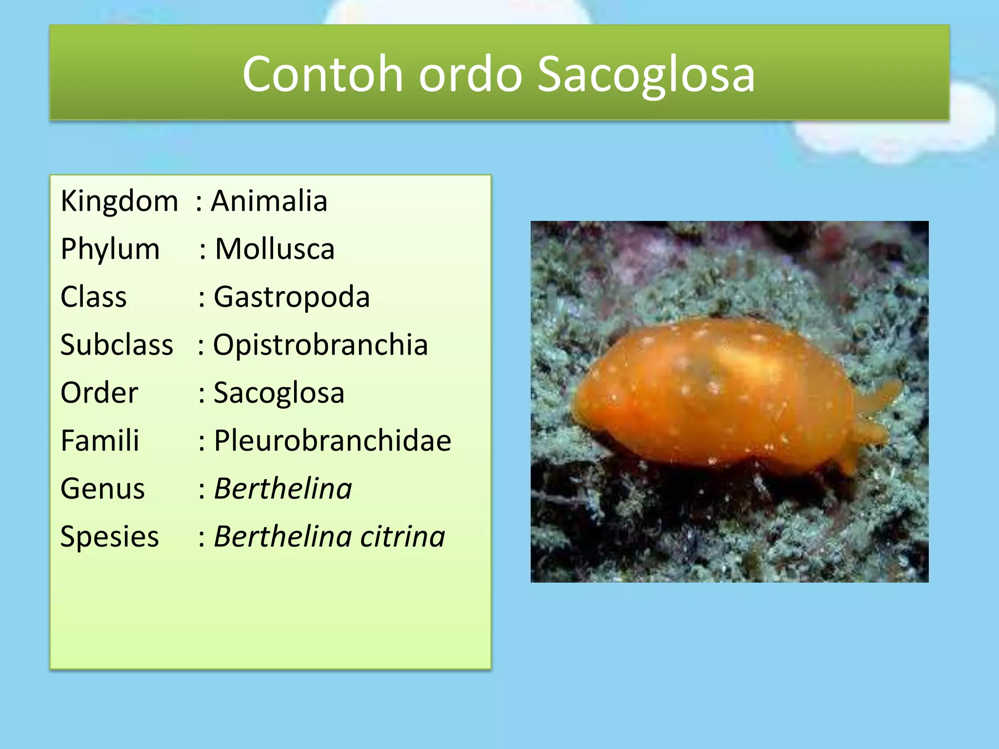 Kelompok 1 (gastropoda) | PPTX