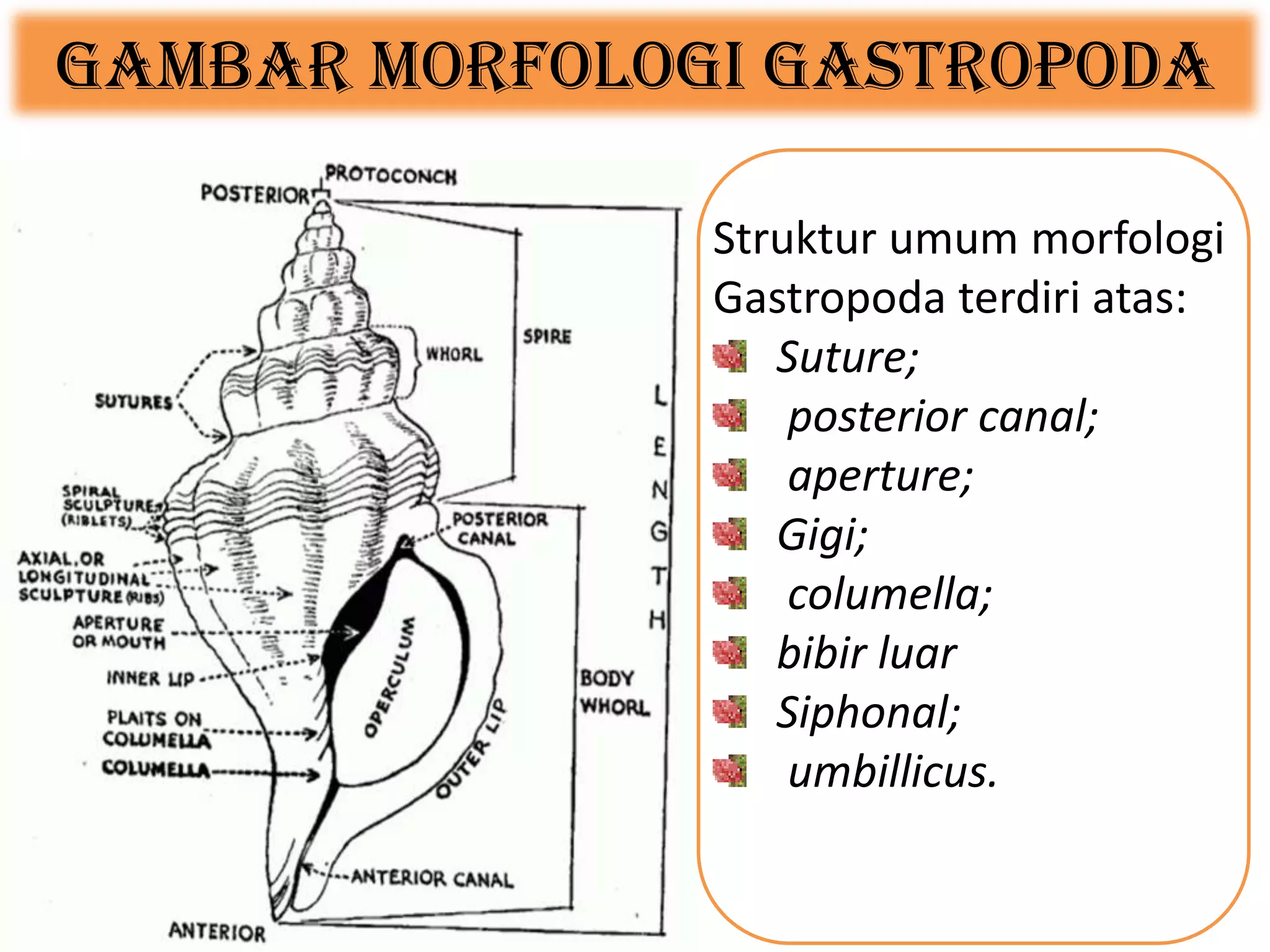 Kelompok 1 (gastropoda) | PPTX
