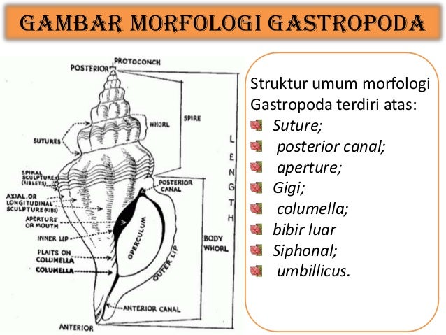 Kelompok 1 (gastropoda)