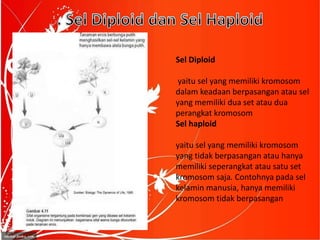 GENETIKA KELAS 9 SMP | PPTX