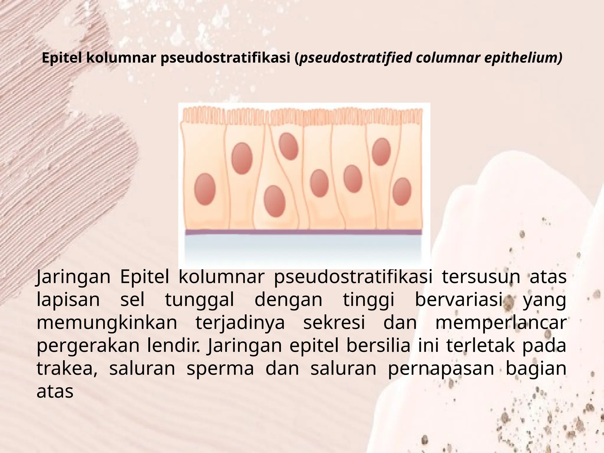 JARINGAN EPITEL(struktur dan fungsi dalam tubuh manusia).pptx