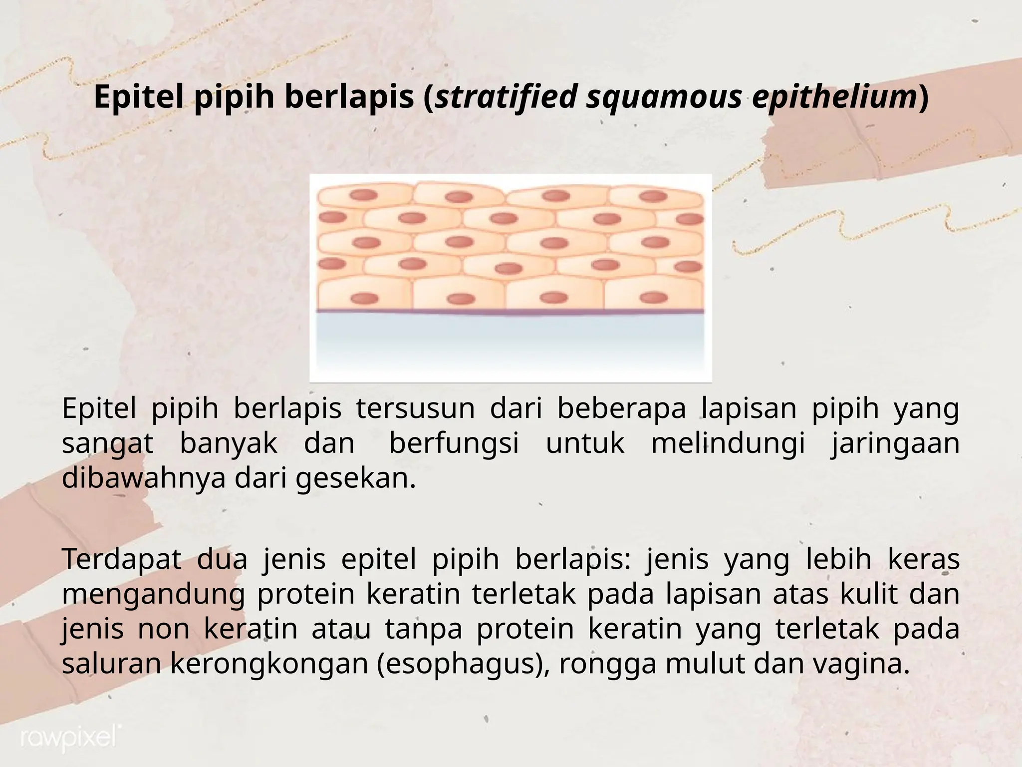 JARINGAN EPITEL(struktur dan fungsi dalam tubuh manusia).pptx