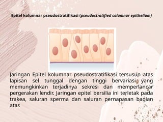 JARINGAN EPITEL(struktur dan fungsi dalam tubuh manusia).pptx