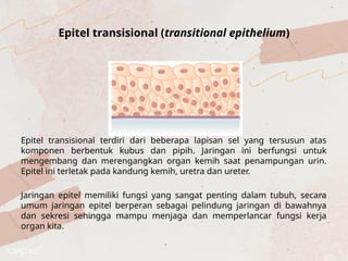 JARINGAN EPITEL(struktur dan fungsi dalam tubuh manusia).pptx