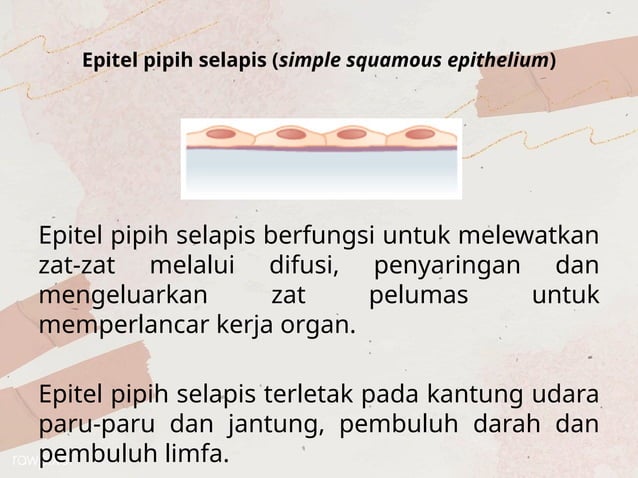 JARINGAN EPITEL(struktur dan fungsi dalam tubuh manusia).pptx