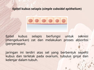 JARINGAN EPITEL(struktur dan fungsi dalam tubuh manusia).pptx