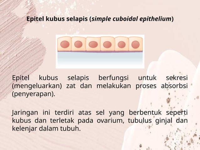 JARINGAN EPITEL(struktur dan fungsi dalam tubuh manusia).pptx