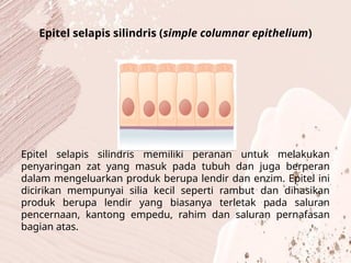 JARINGAN EPITEL(struktur dan fungsi dalam tubuh manusia).pptx