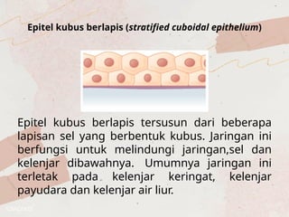 JARINGAN EPITEL(struktur dan fungsi dalam tubuh manusia).pptx
