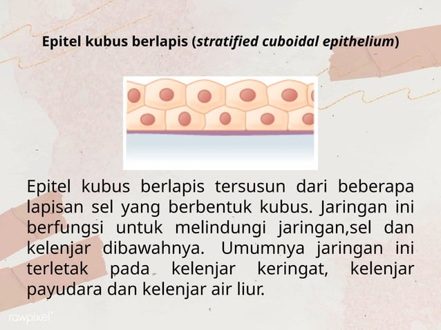 JARINGAN EPITEL(struktur dan fungsi dalam tubuh manusia).pptx