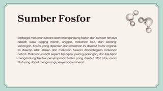 Metabolisme Gizi Mikro (Kalsium dan Fosfor) | PDF